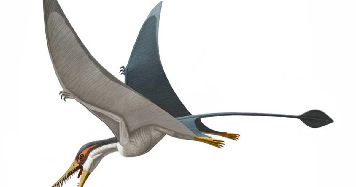 Remarkable Fossil Displayed in Pterosaurs Exhibition | AMNH