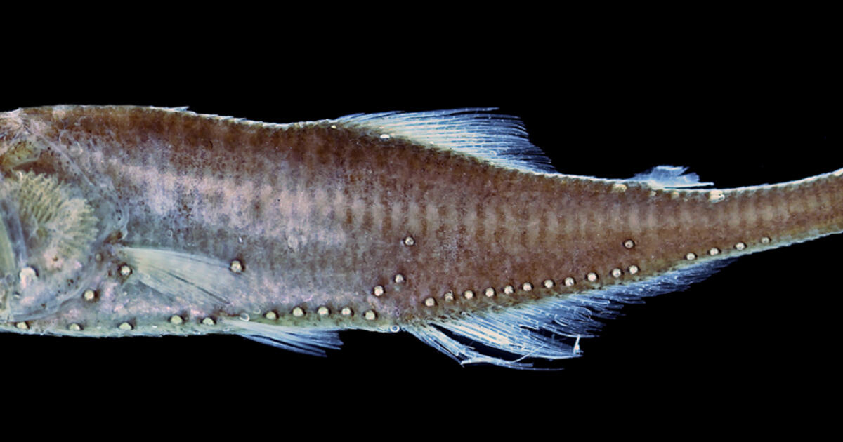 Bioluminescent Fish Flashing Patterns May Facilitate Mating | AMNH