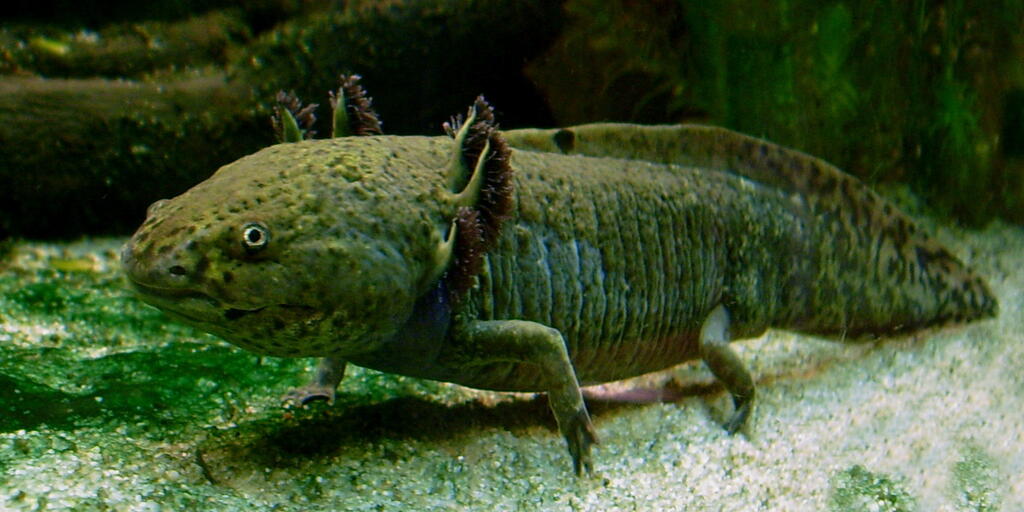Blue Axolotl (Black Melanoid Axolotl): Pictures, Info Care Guide For ...