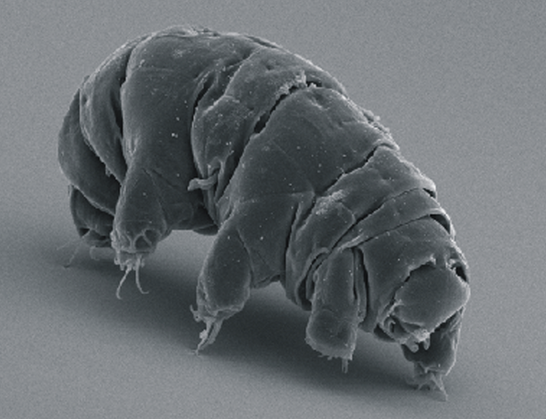 tardigrade animal phylum