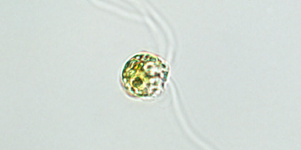 algae bacteria name