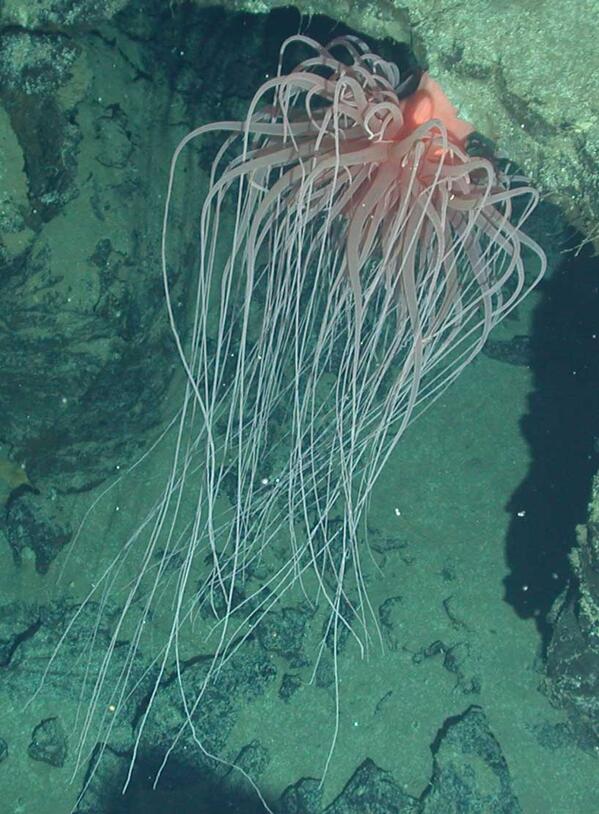 Sea Anemone Tree of Life Reveals Insights | AMNH