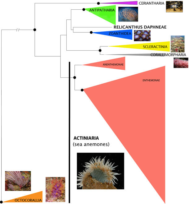 Sea Anemone Tree of Life Reveals Insights | AMNH
