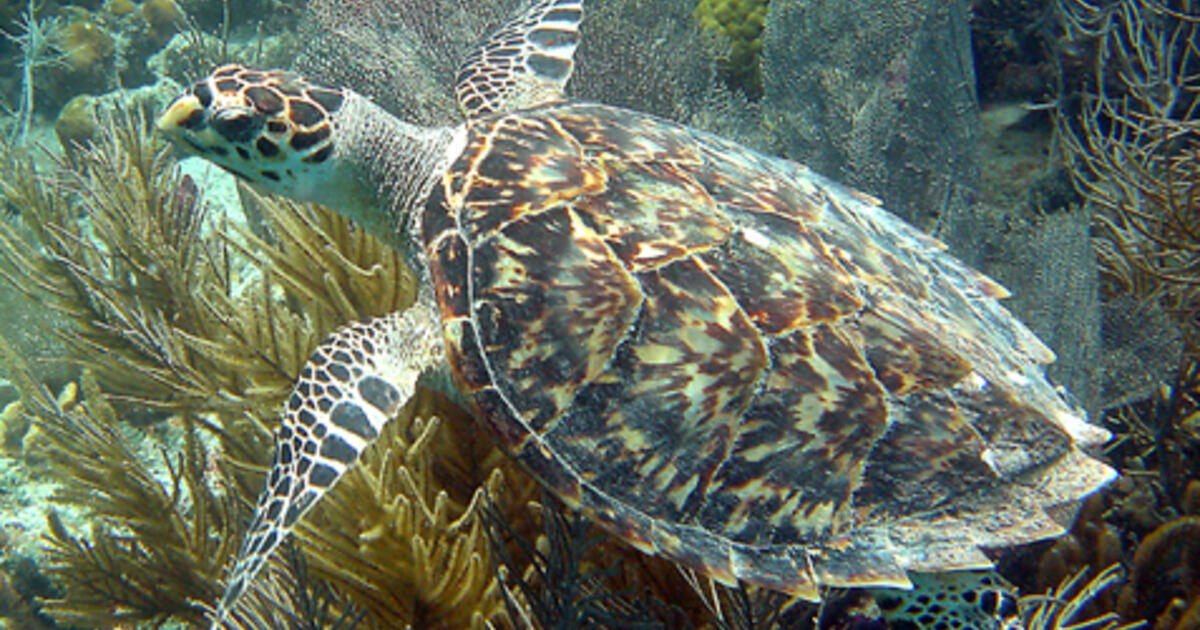 Turtle Identification | AMNH