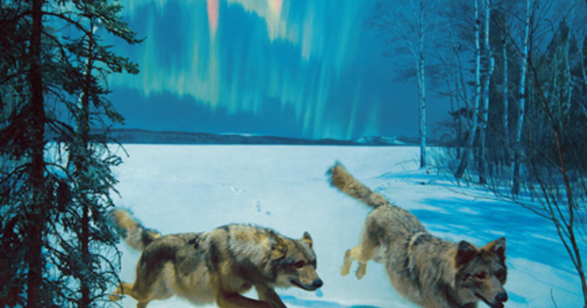 Updated Wolf Diorama: A Closer Look | AMNH