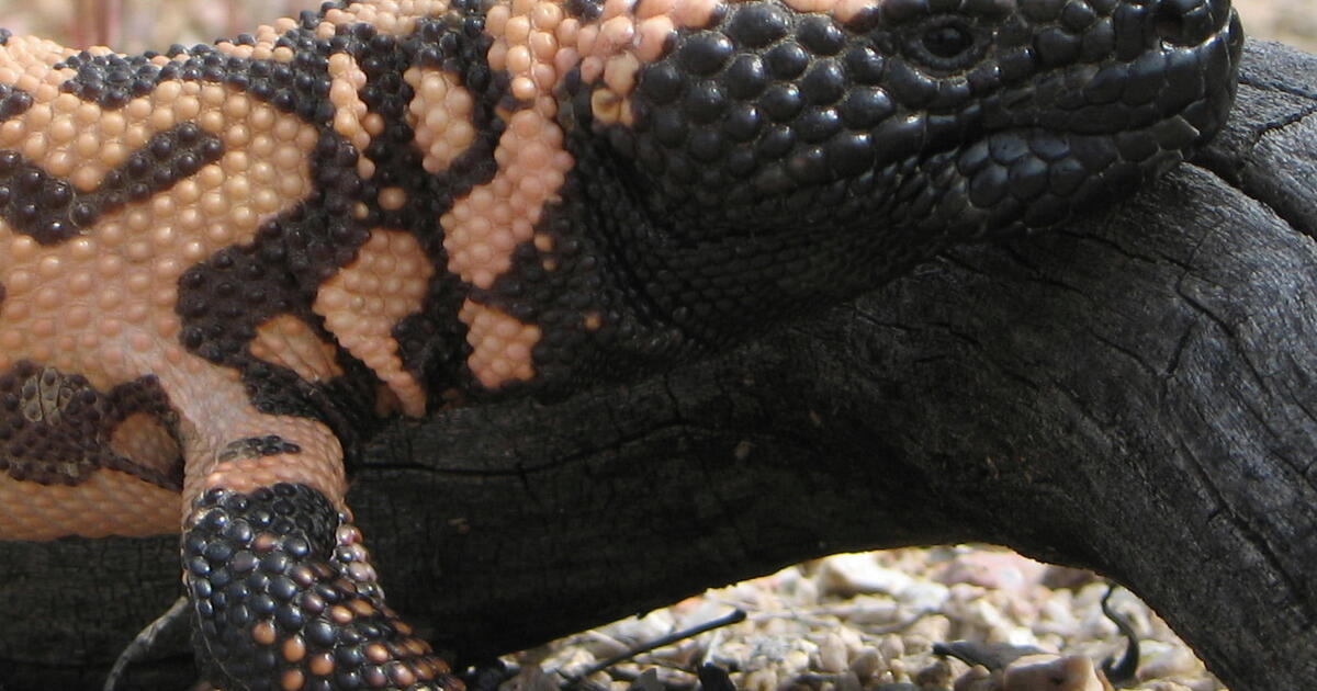 Gila Monster Venom: Medicinal Properties | AMNH