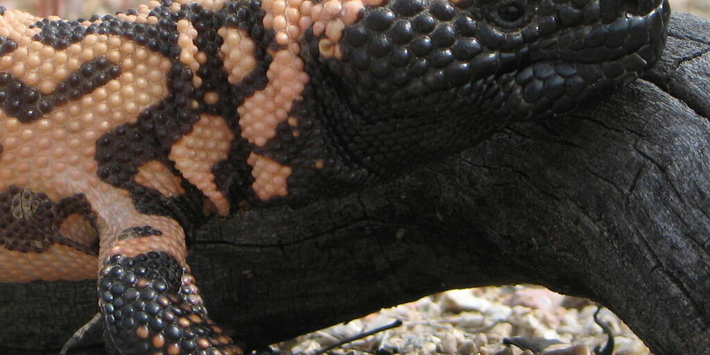 helodermatidae venom