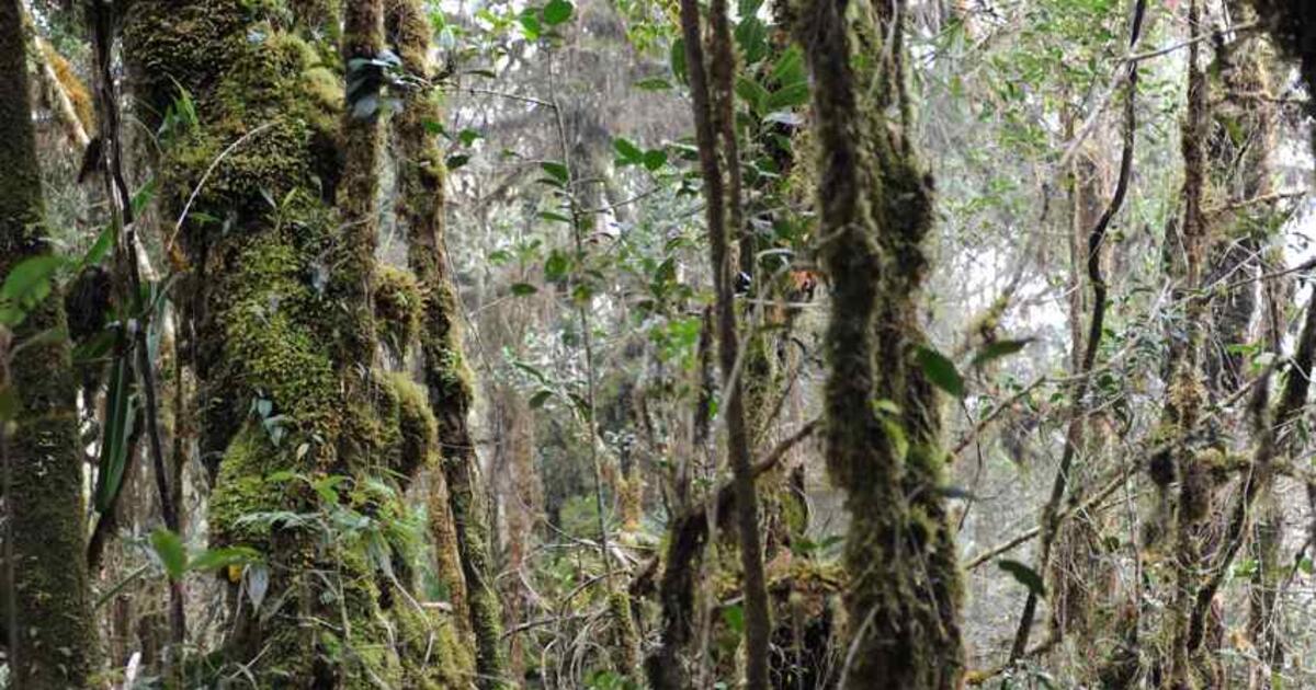 2010 Mack Lipkin Man and Nature Series Panel Discussion | AMNH