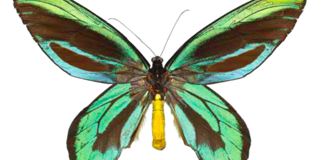 Ornithoptera Alexandrae Flying
