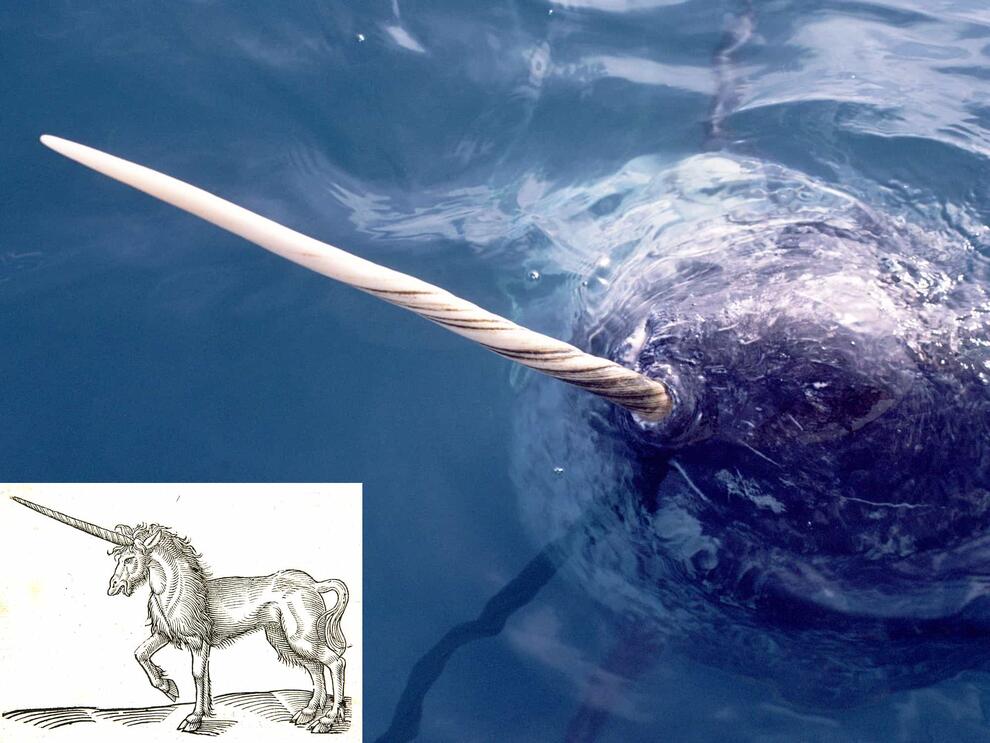 What's This? Mythic Creatures | AMNH