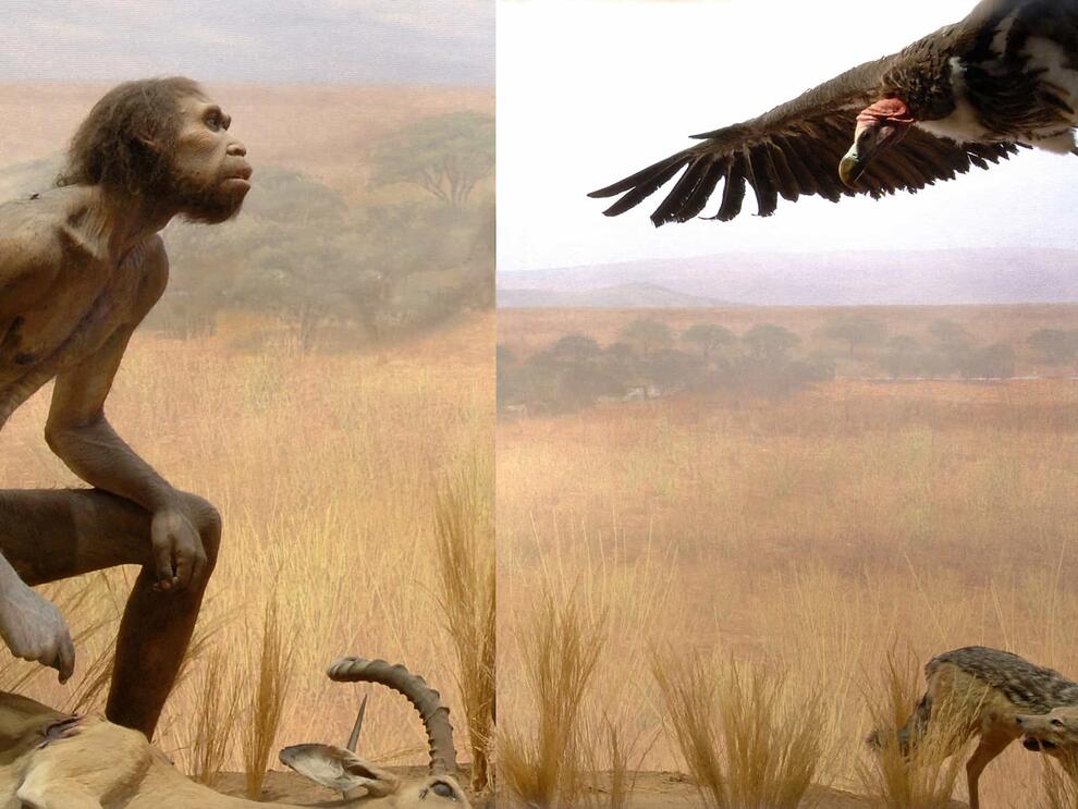 What's This? Early Humans | AMNH