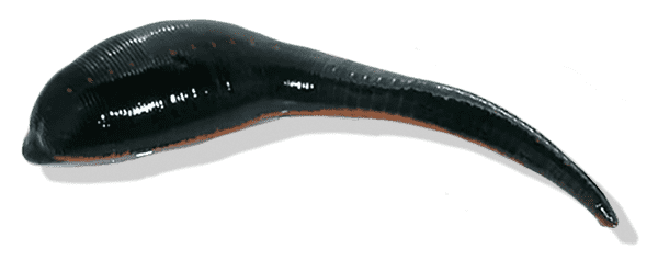 What Are Poisons? | AMNH