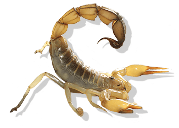 What Are Poisons? | AMNH