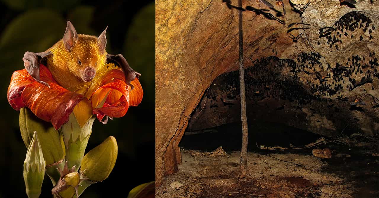 Cuba Wildlife Matching Game: Caves