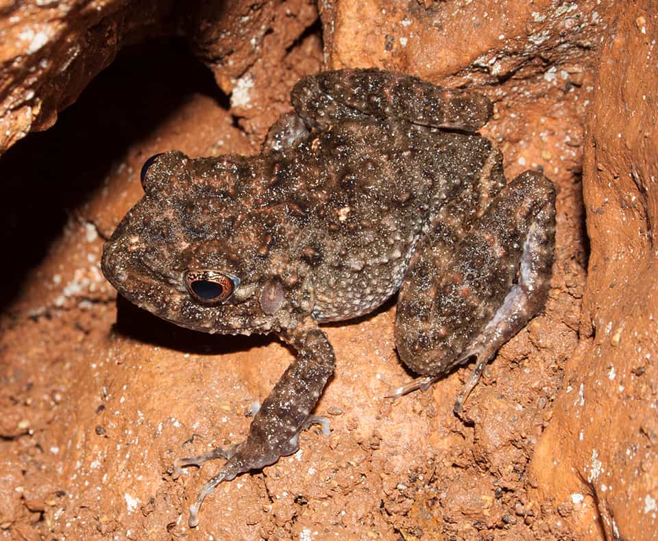 Cuba Wildlife Matching Game: Caves