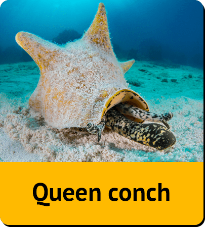 Cuba Wildlife Matching Game: Coral Reef