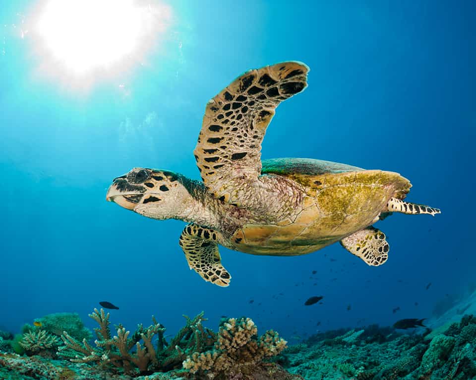 Cuba Wildlife Matching Game: Coral Reef