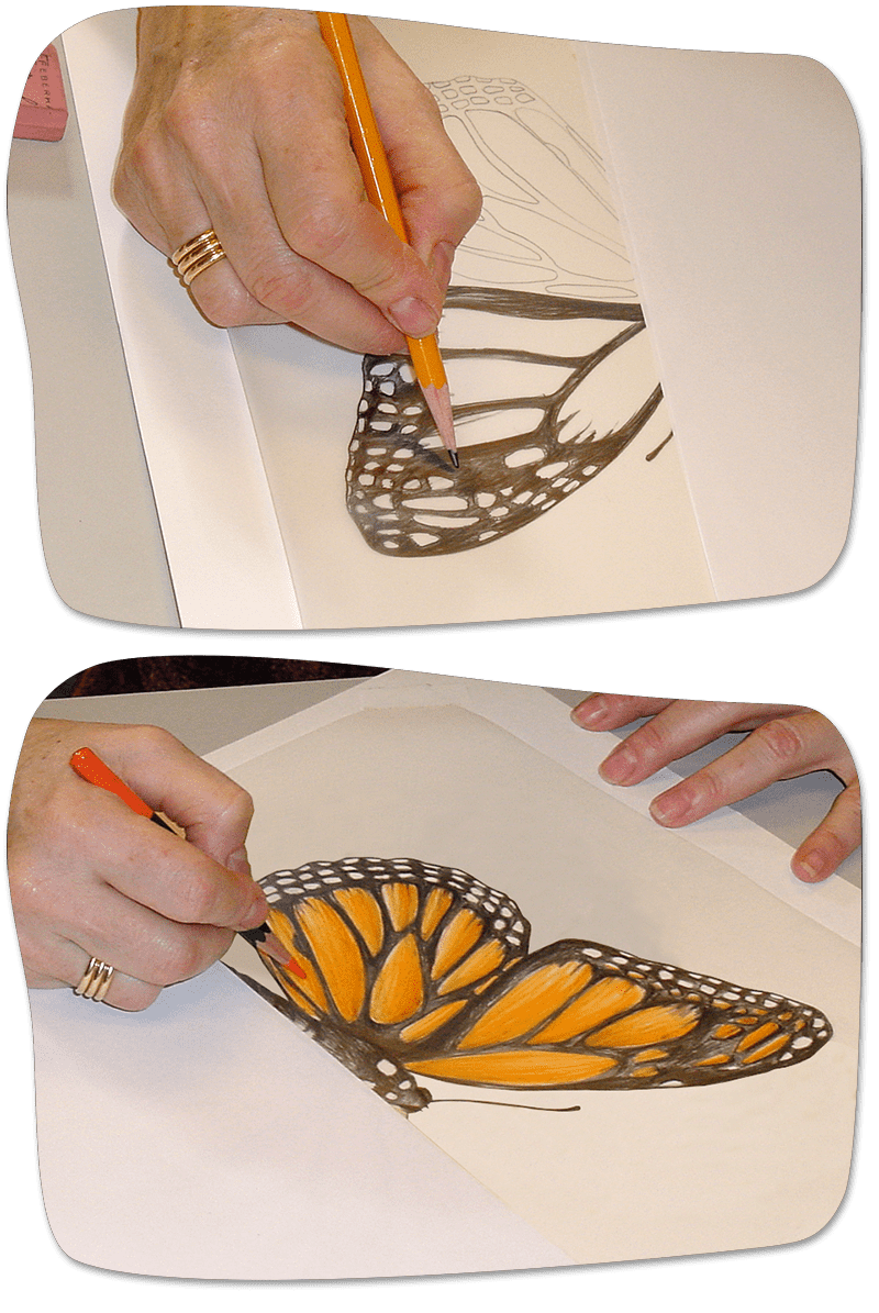 Draw a Monarch | AMNH