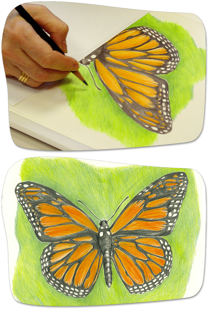Draw a Monarch | AMNH