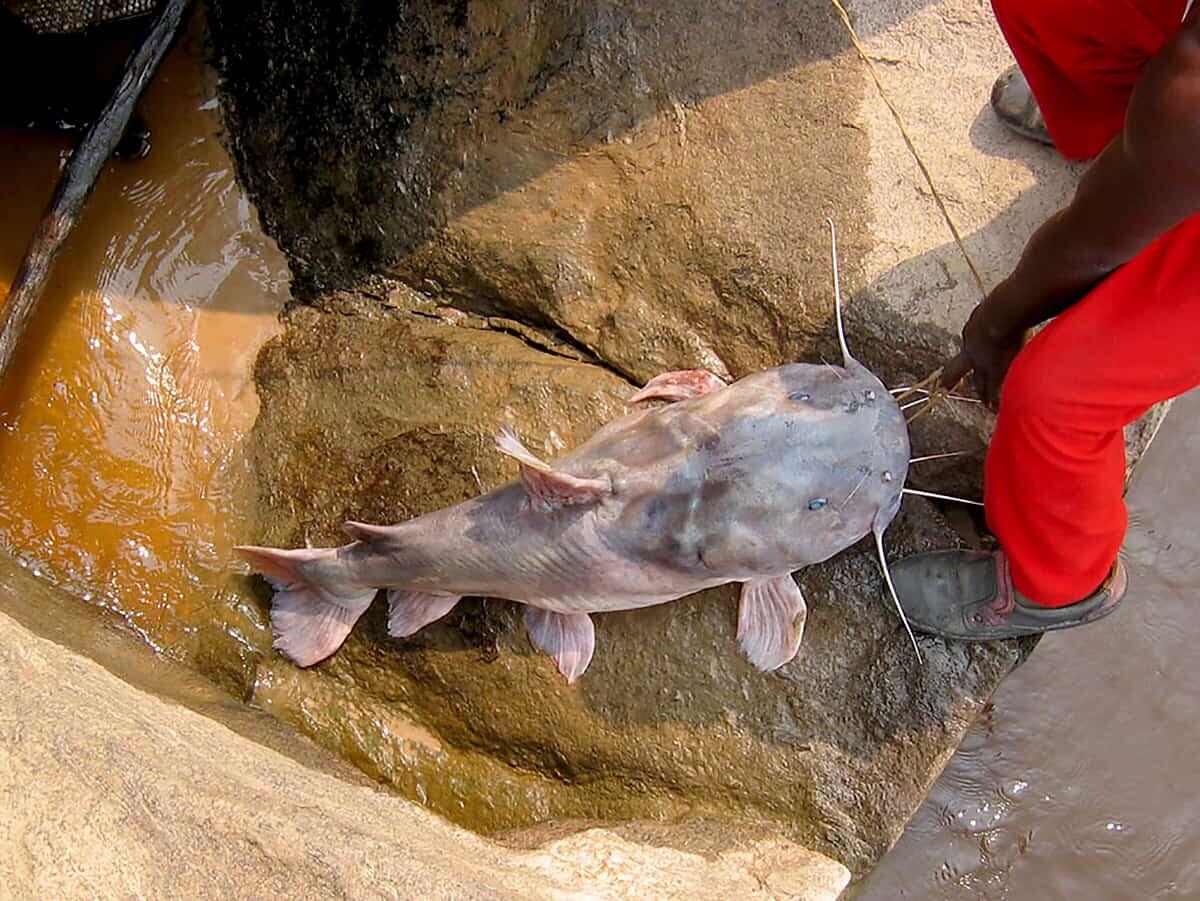 In Pictures: Fascinating Fish | AMNH