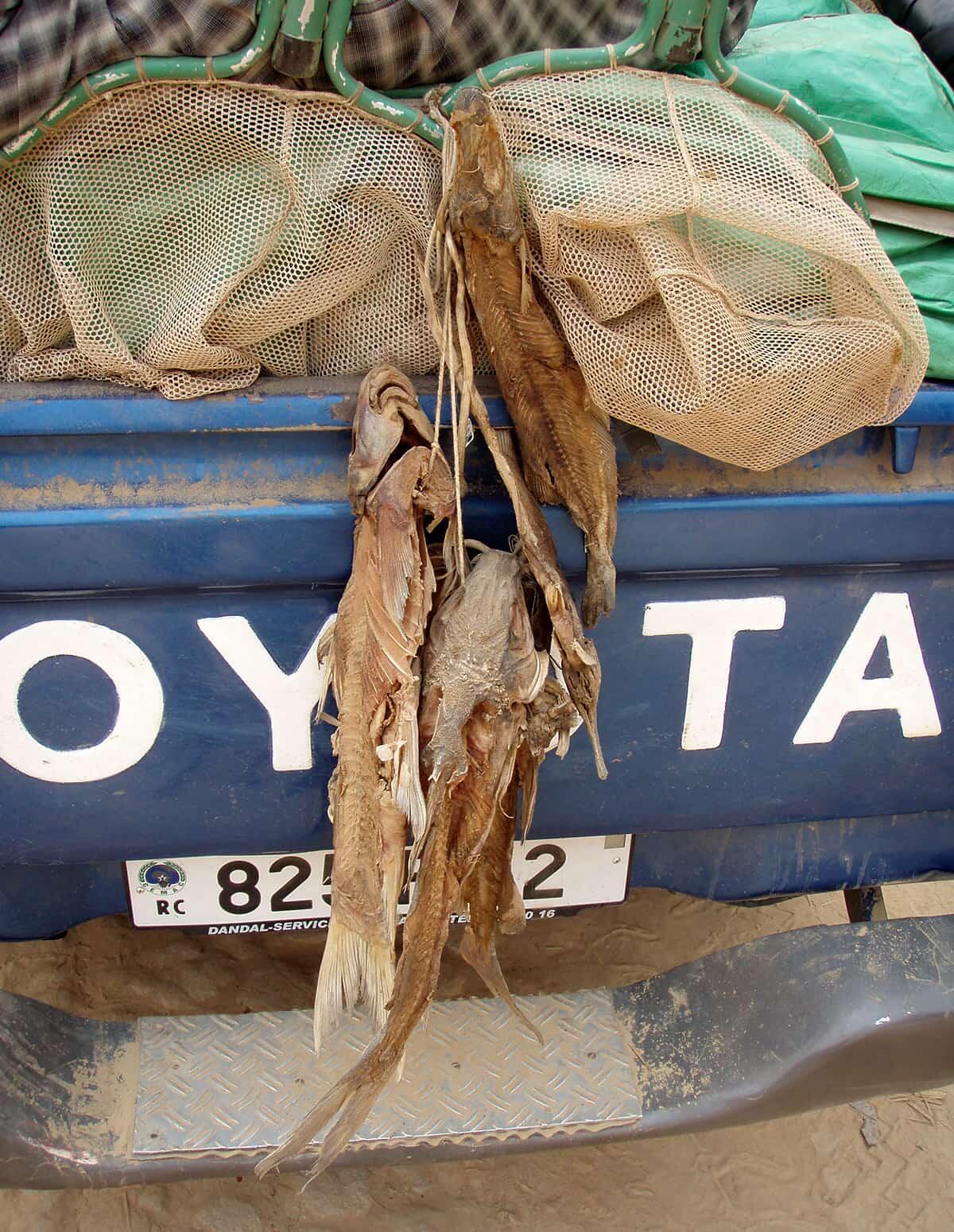 In Pictures: Fascinating Fish | AMNH