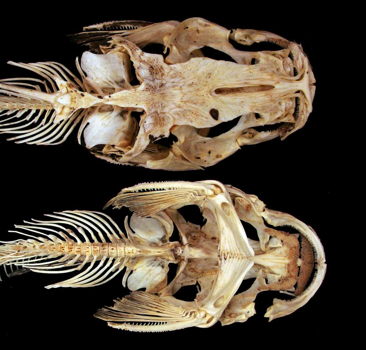 In Pictures: Fascinating Fish | AMNH