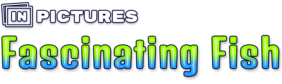 In Pictures: Fascinating Fish | AMNH