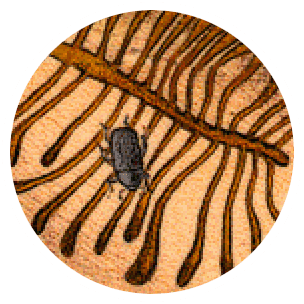 Life in the City | AMNH