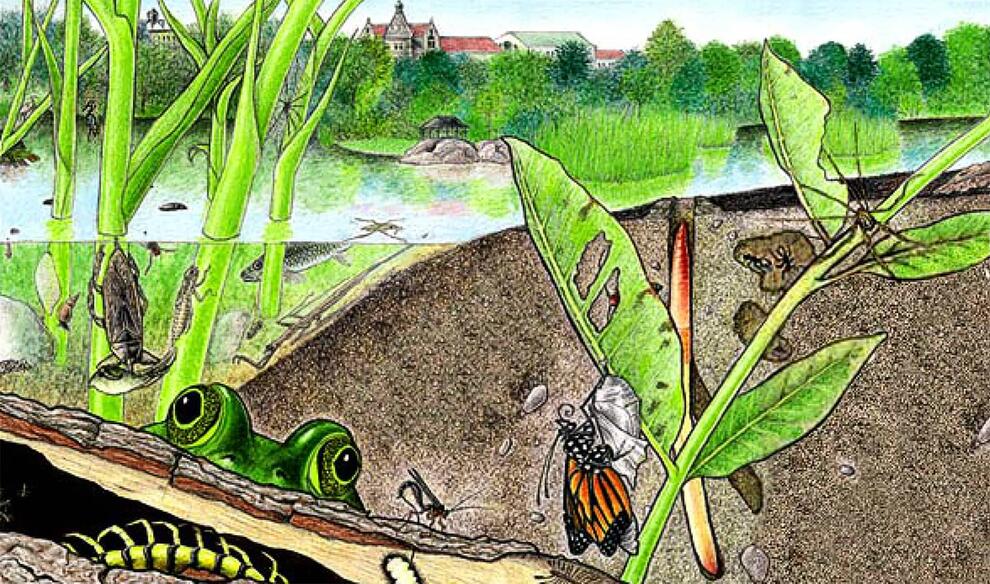 Life in the City | AMNH