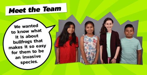 The Invasion of the Bullfrogs | AMNH