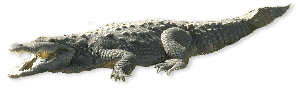 Crocodilians and Birds | AMNH