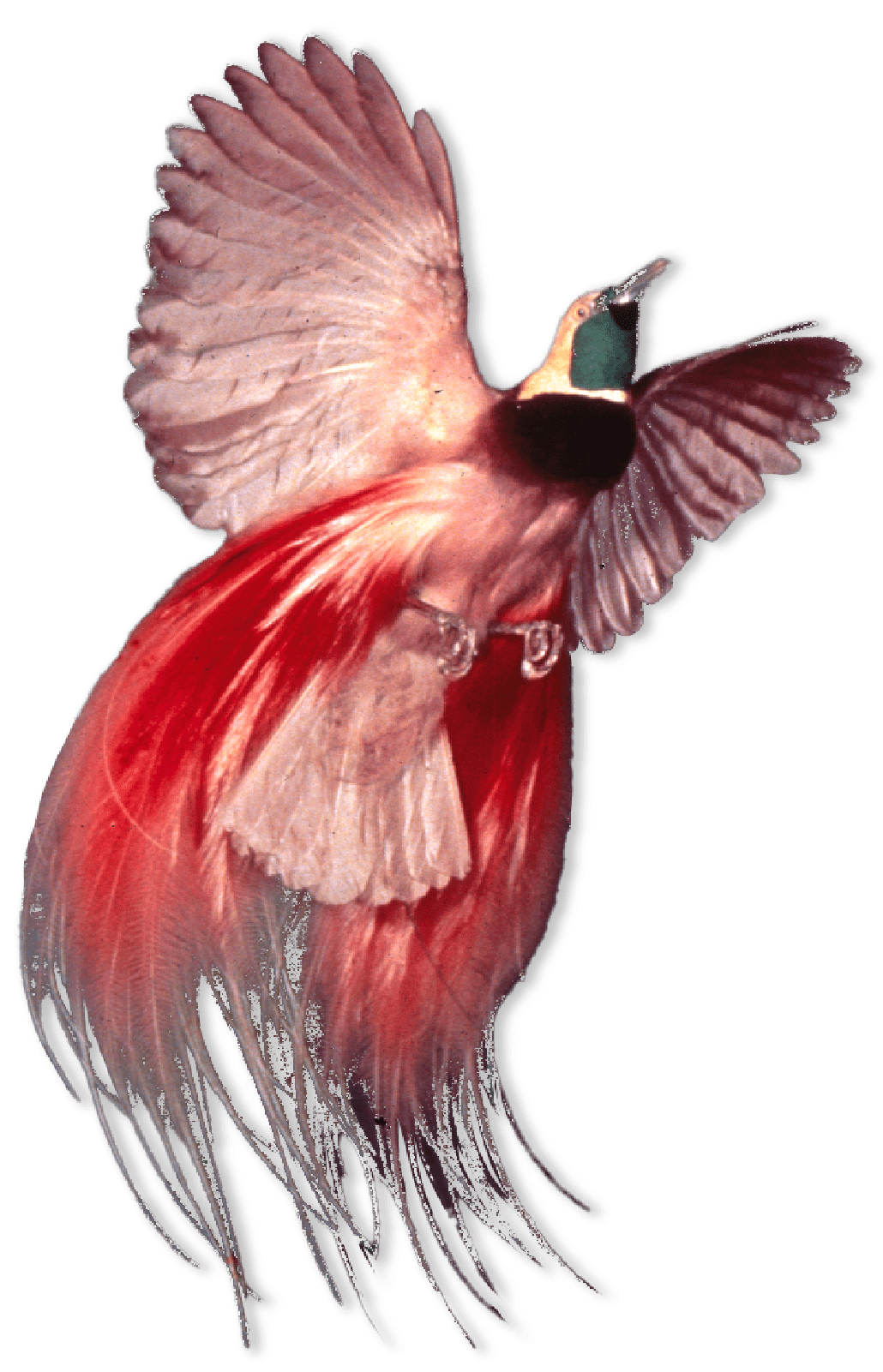 Crocodilians and Birds | AMNH