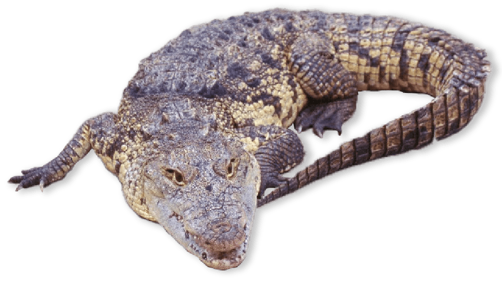 Crocodilians and Birds | AMNH