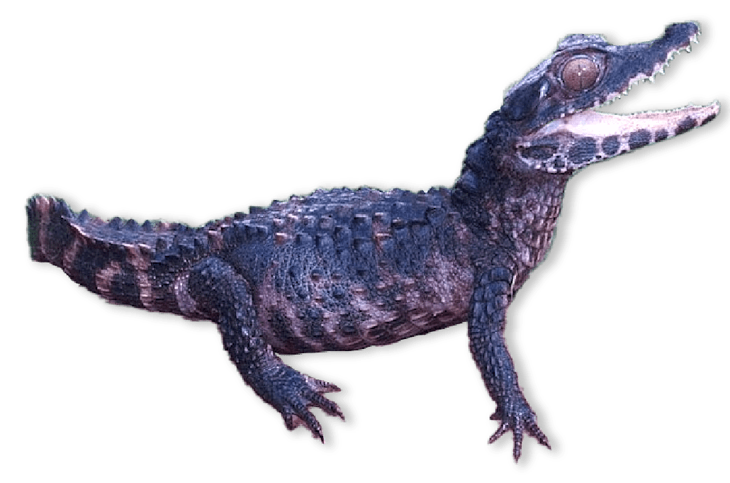 Crocodilians and Birds | AMNH