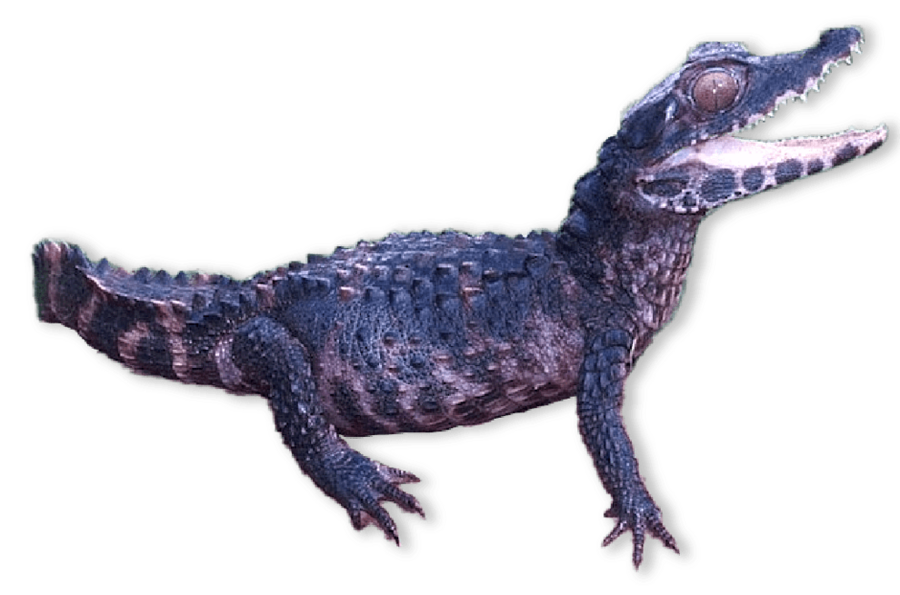 Crocodilians and Birds | AMNH