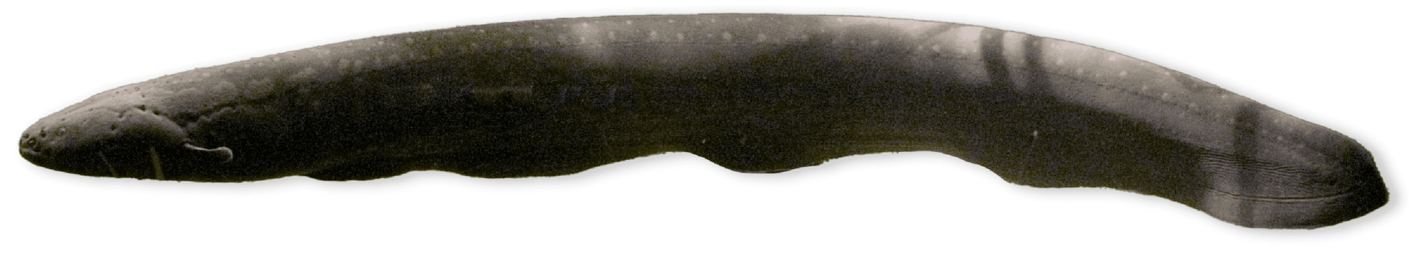 Ray-Finned Fishes | AMNH