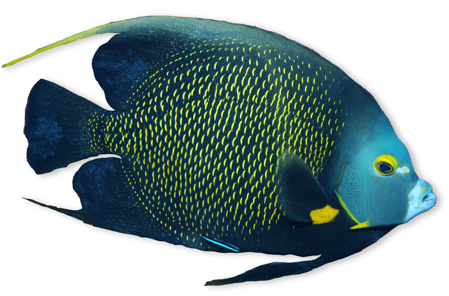Ray-Finned Fishes | AMNH