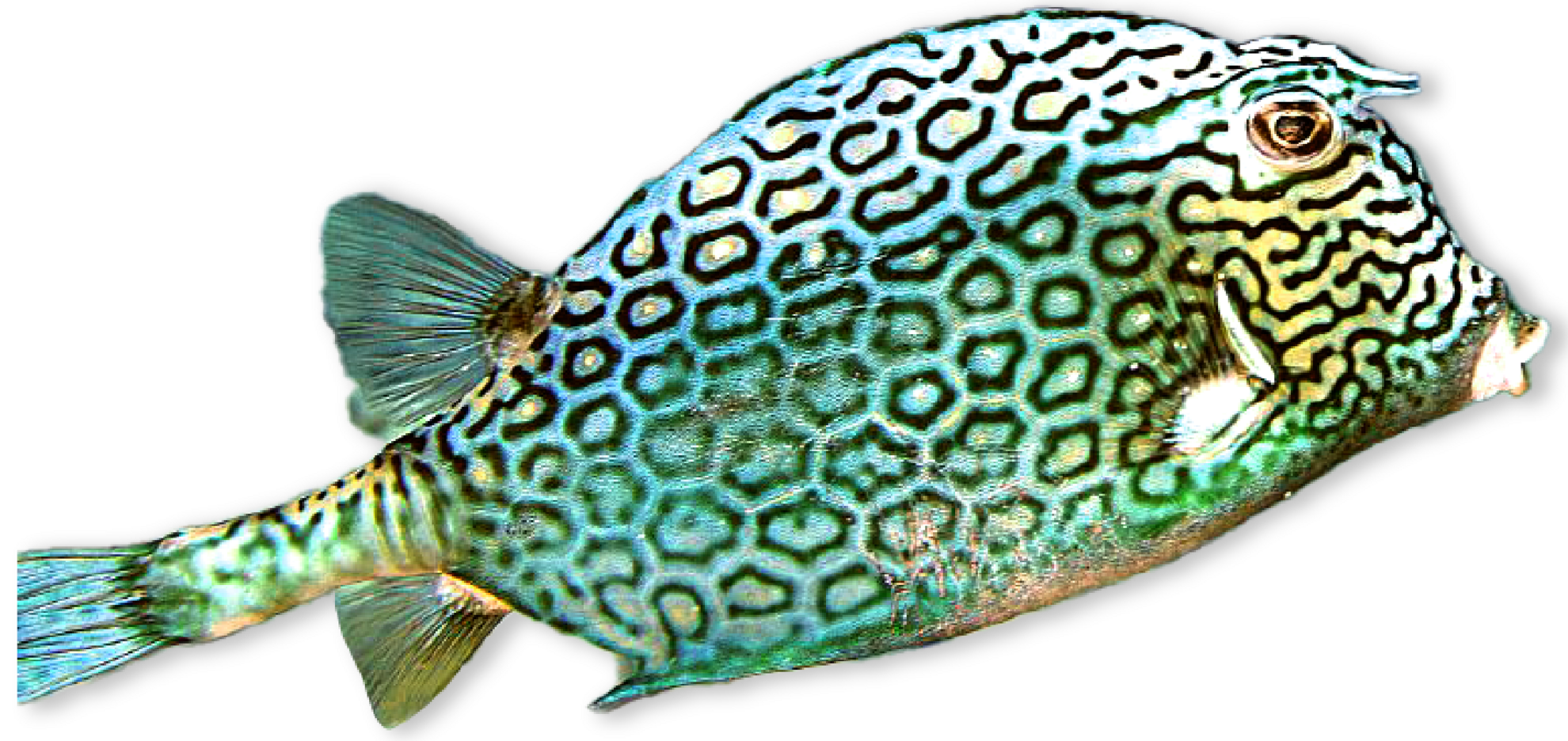 Ray-Finned Fishes | AMNH