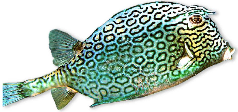 Ray-Finned Fishes | AMNH