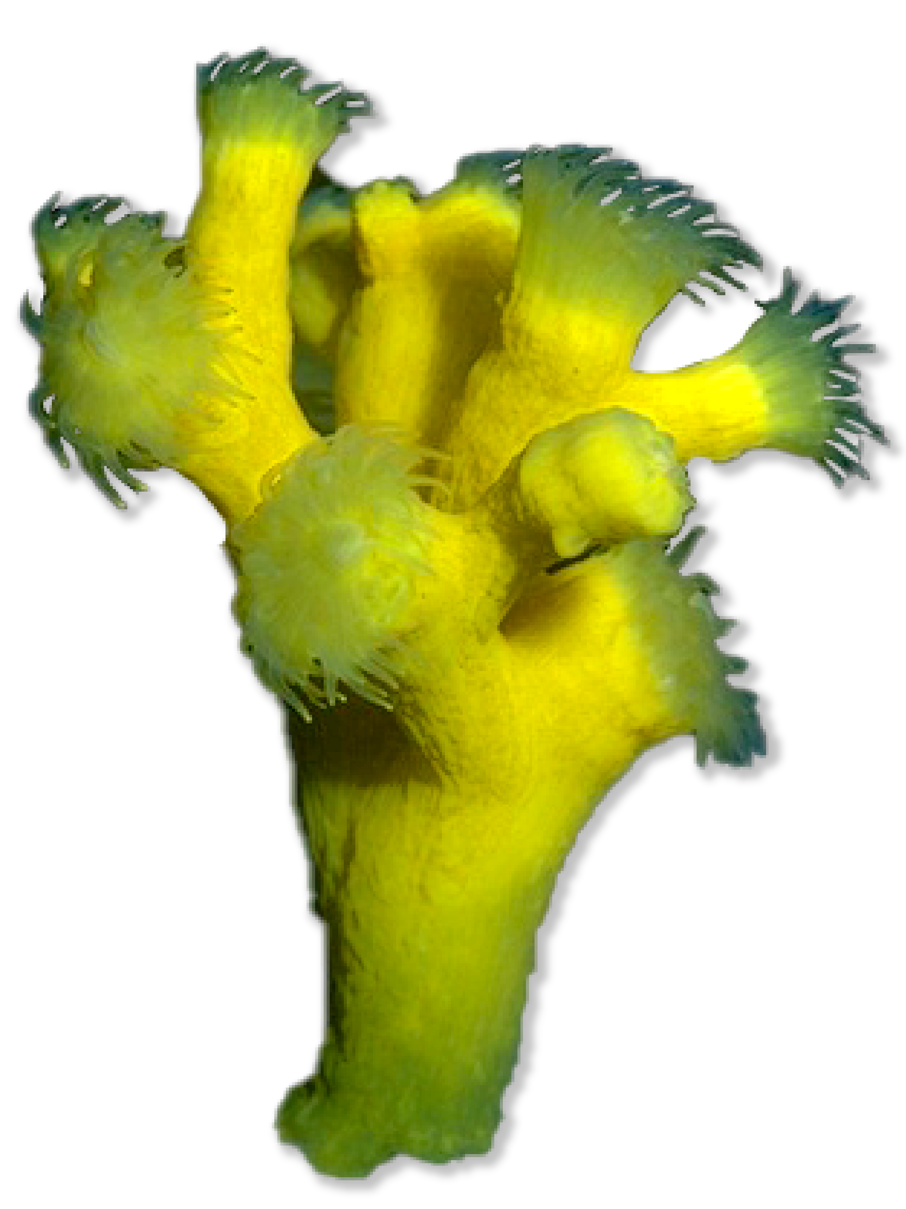 Cnidarians | AMNH