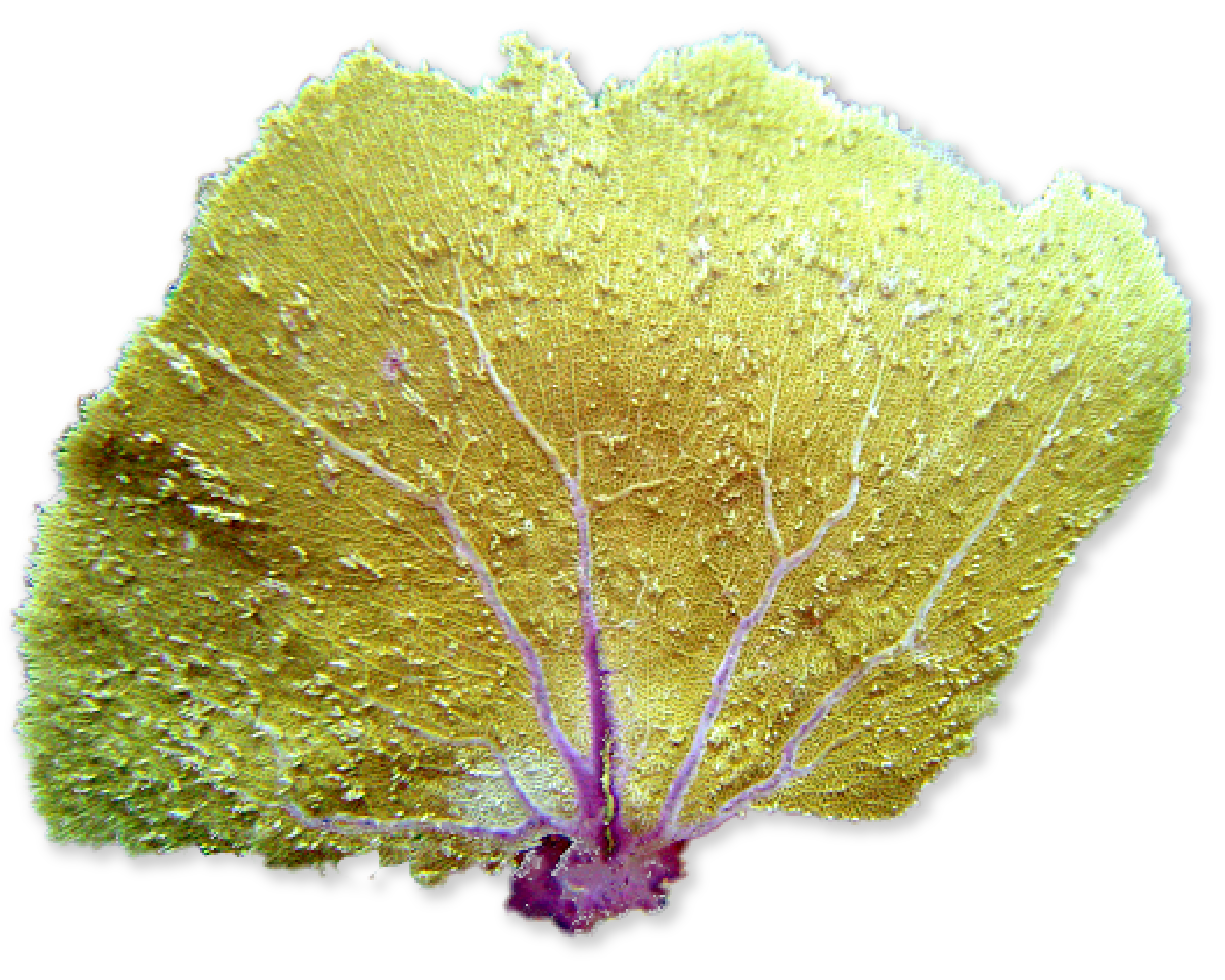 Cnidarians | AMNH