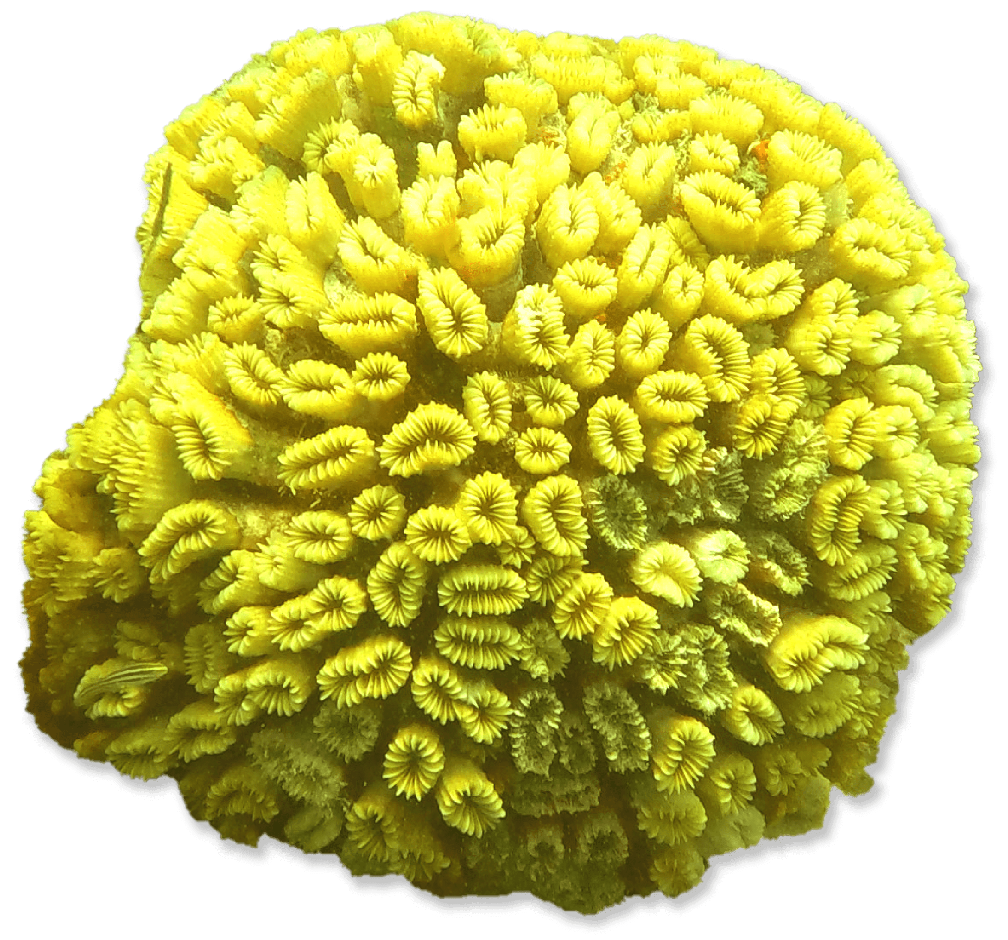 Cnidarians | AMNH