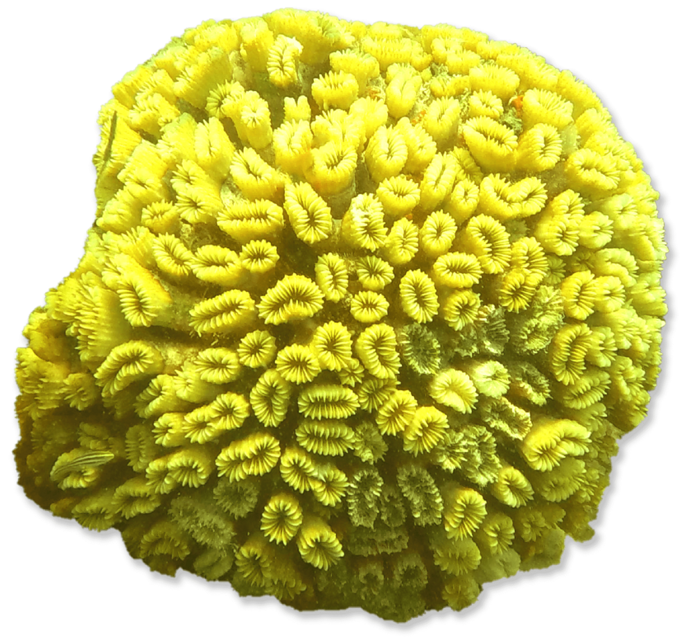 Cnidarians | AMNH