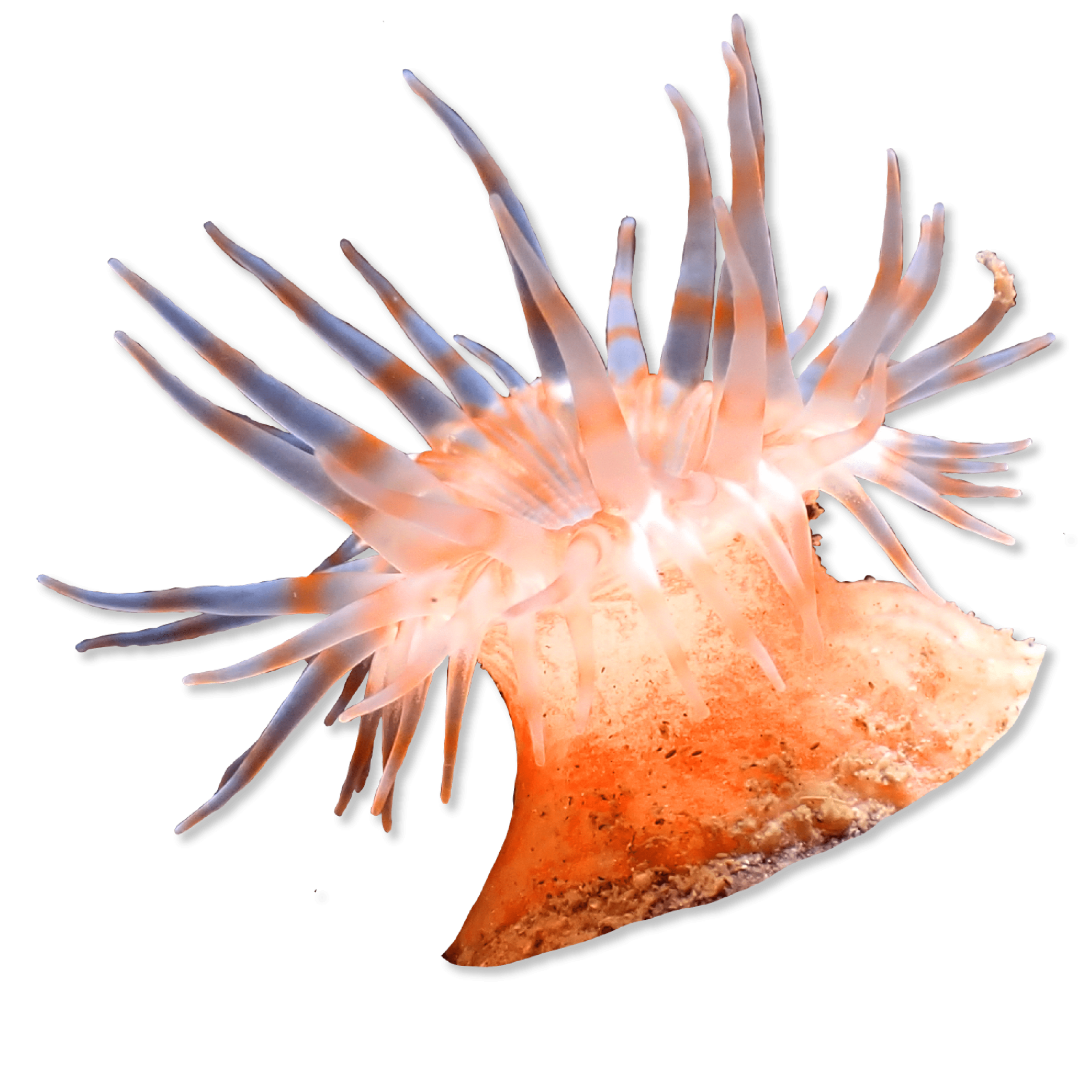 Cnidarians | AMNH