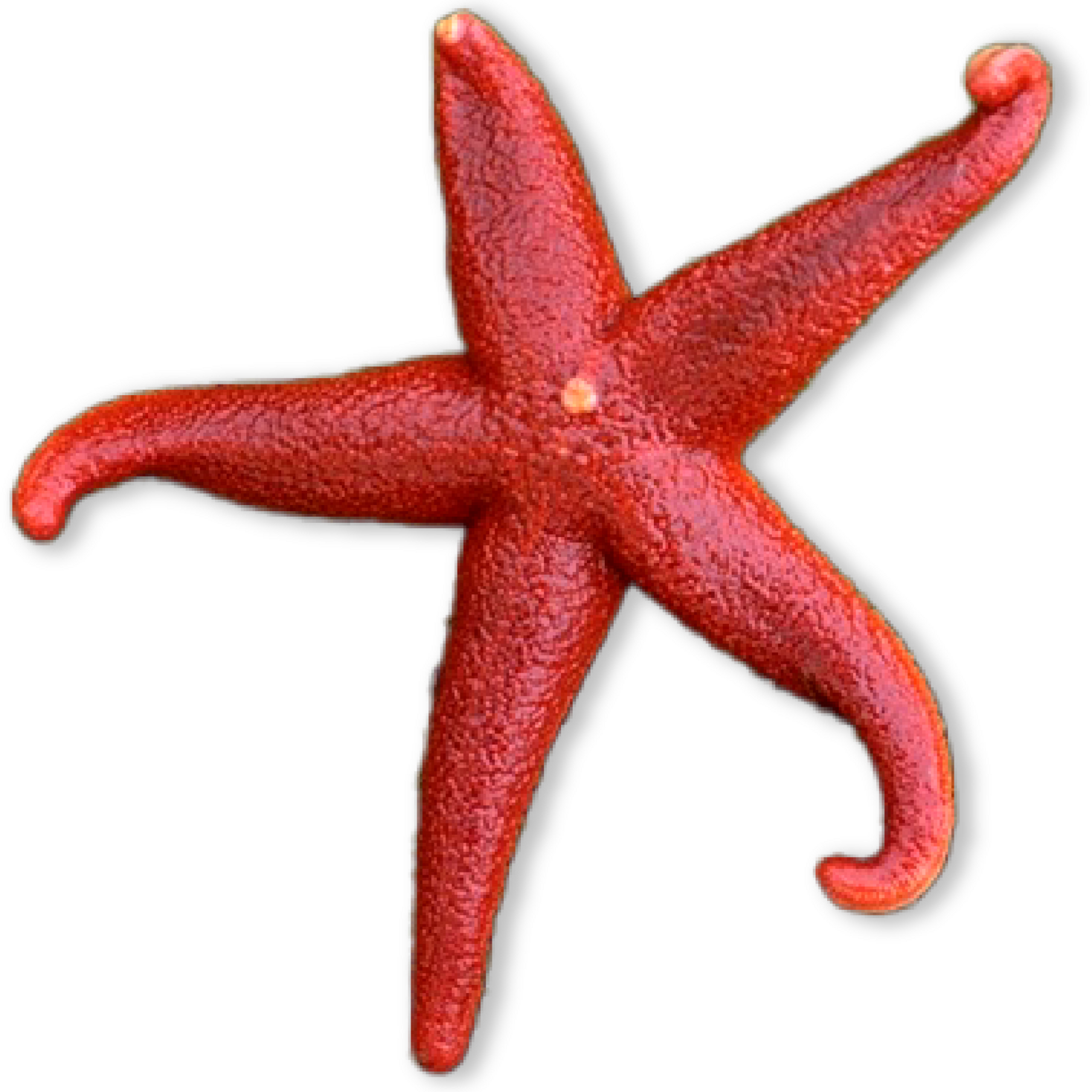 Echinoderms | AMNH