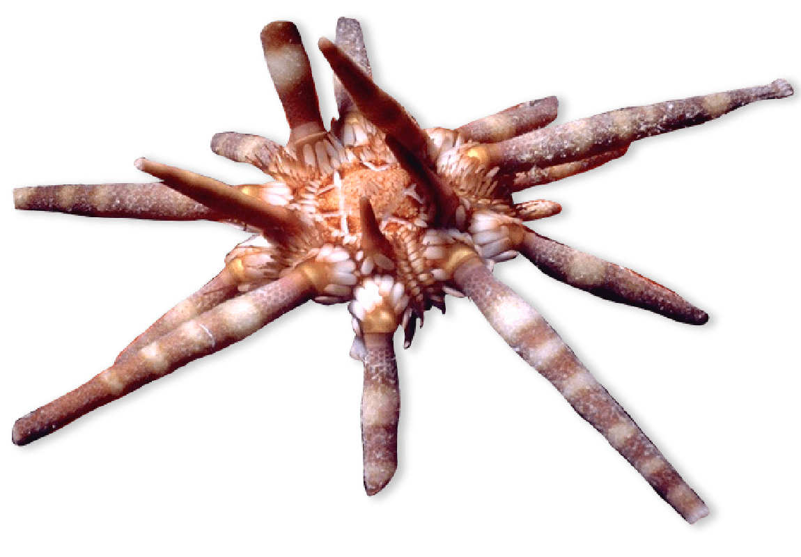 Echinoderms | AMNH