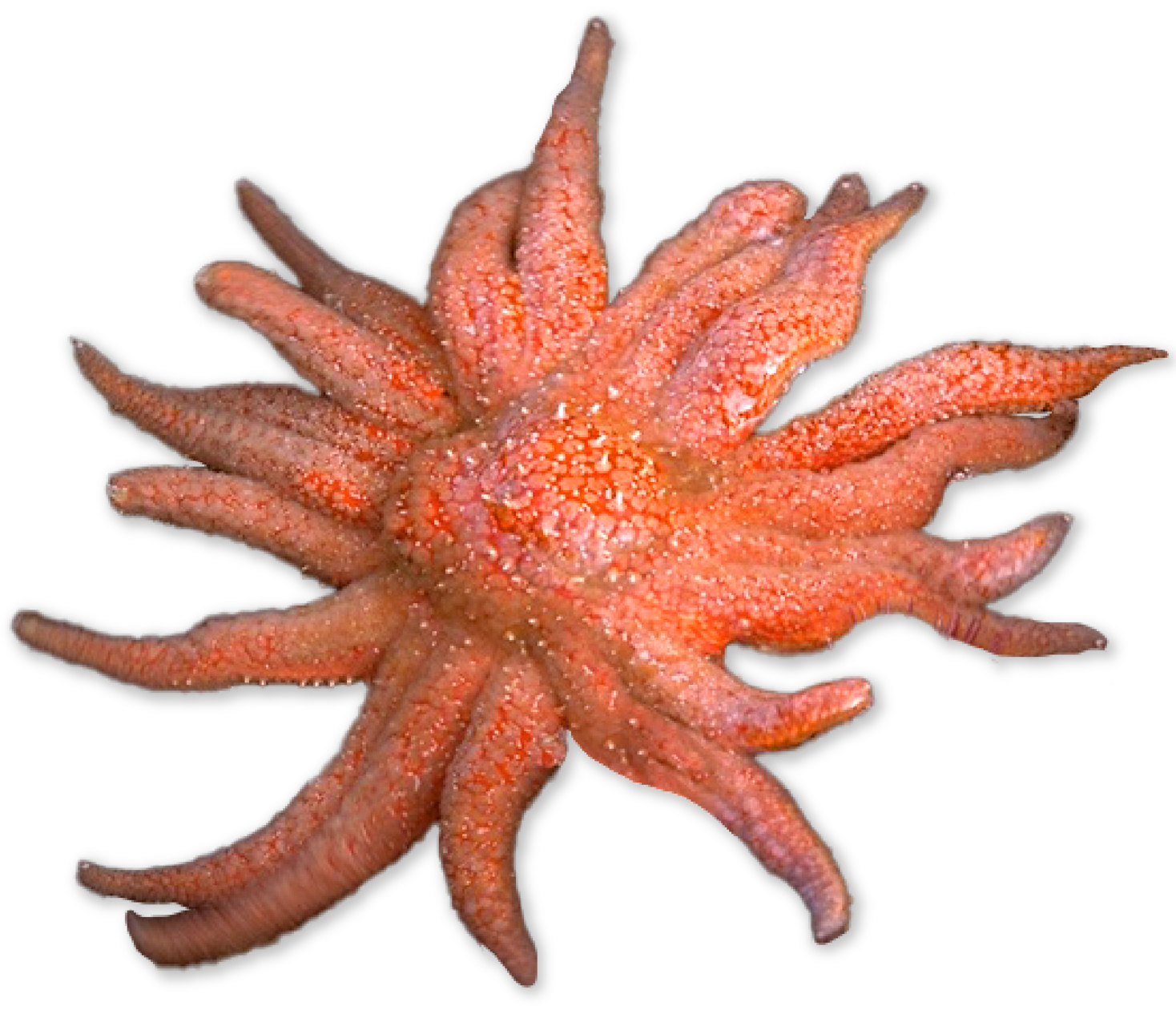 Echinoderms | AMNH