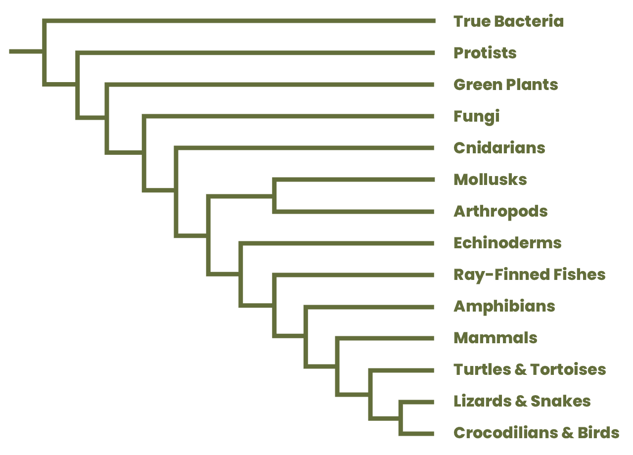 How to Read a Cladogram | AMNH
