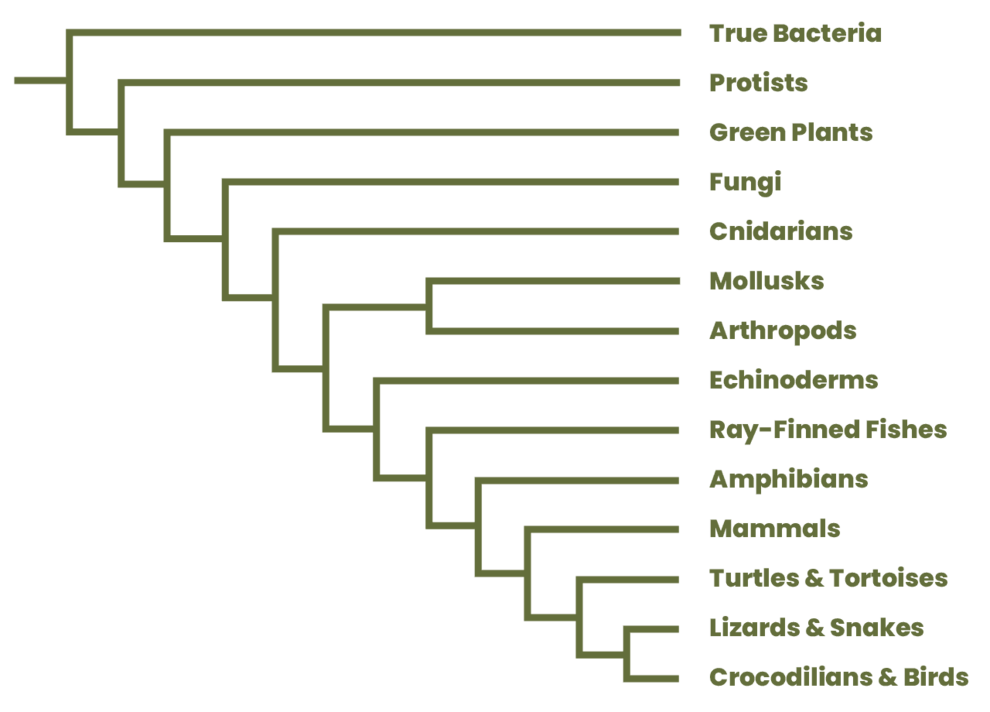 How to Read a Cladogram | AMNH