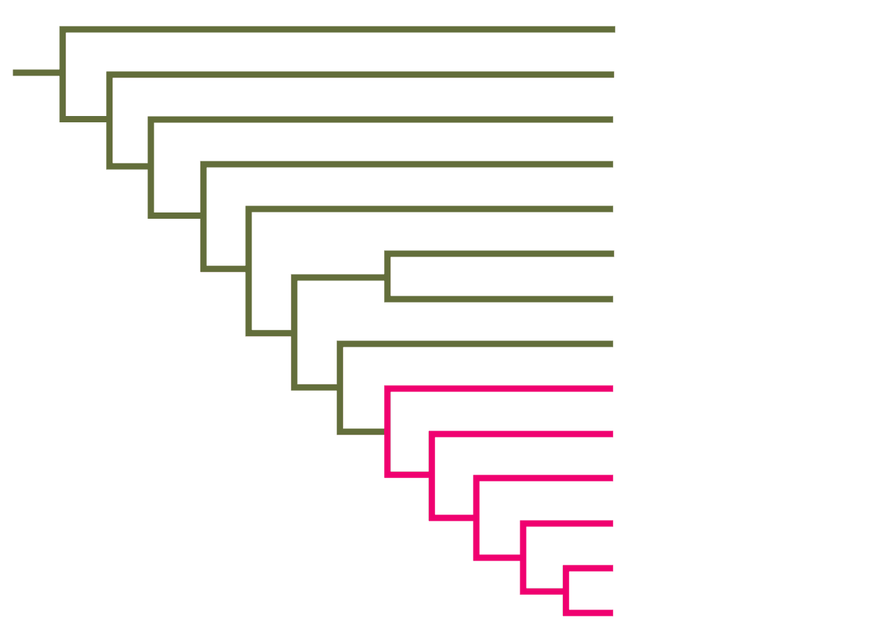 How to Read a Cladogram | AMNH